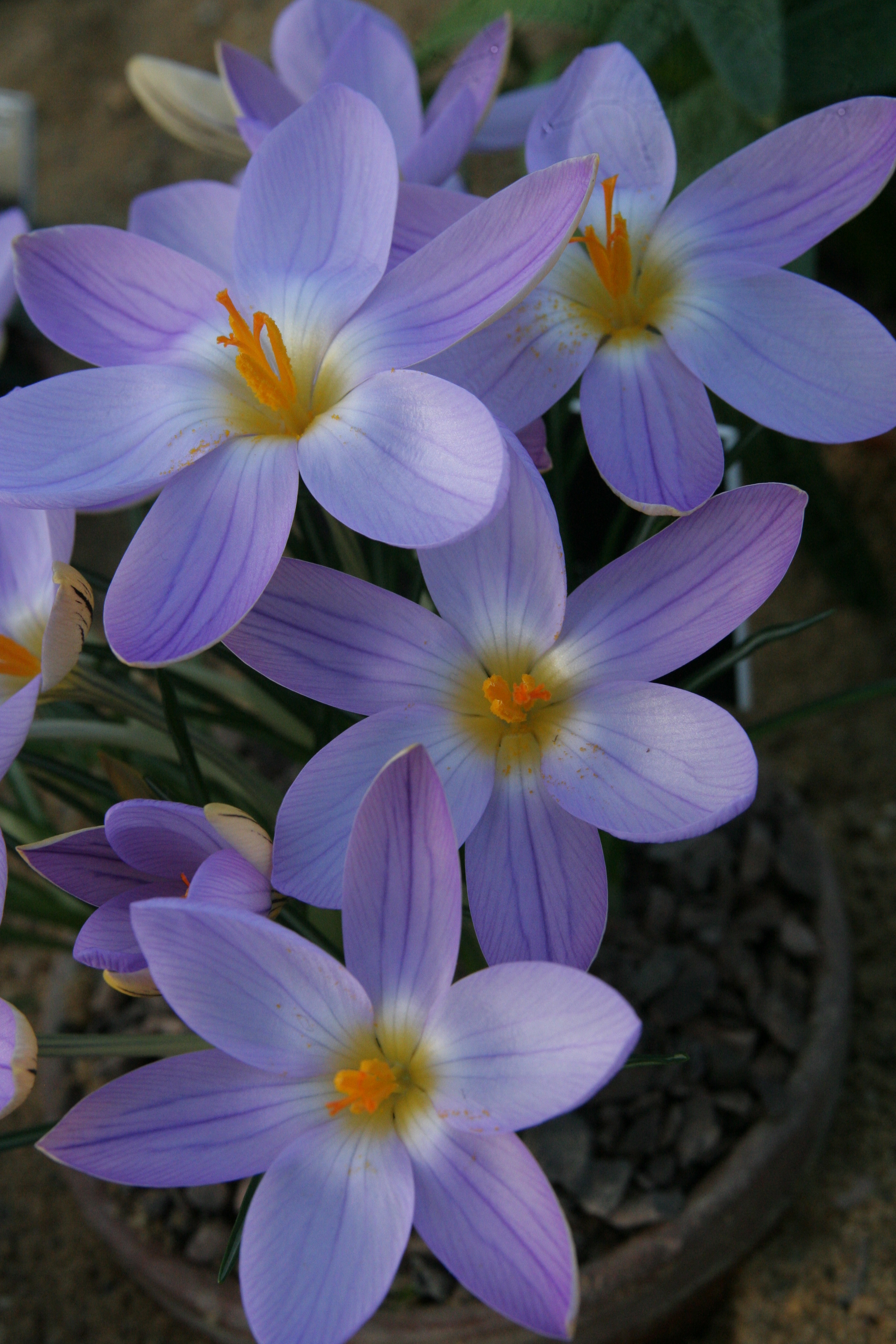 crocus-imperati-subsp-imperati-de-jager – Thomas Stone MCI Hort MPGCA