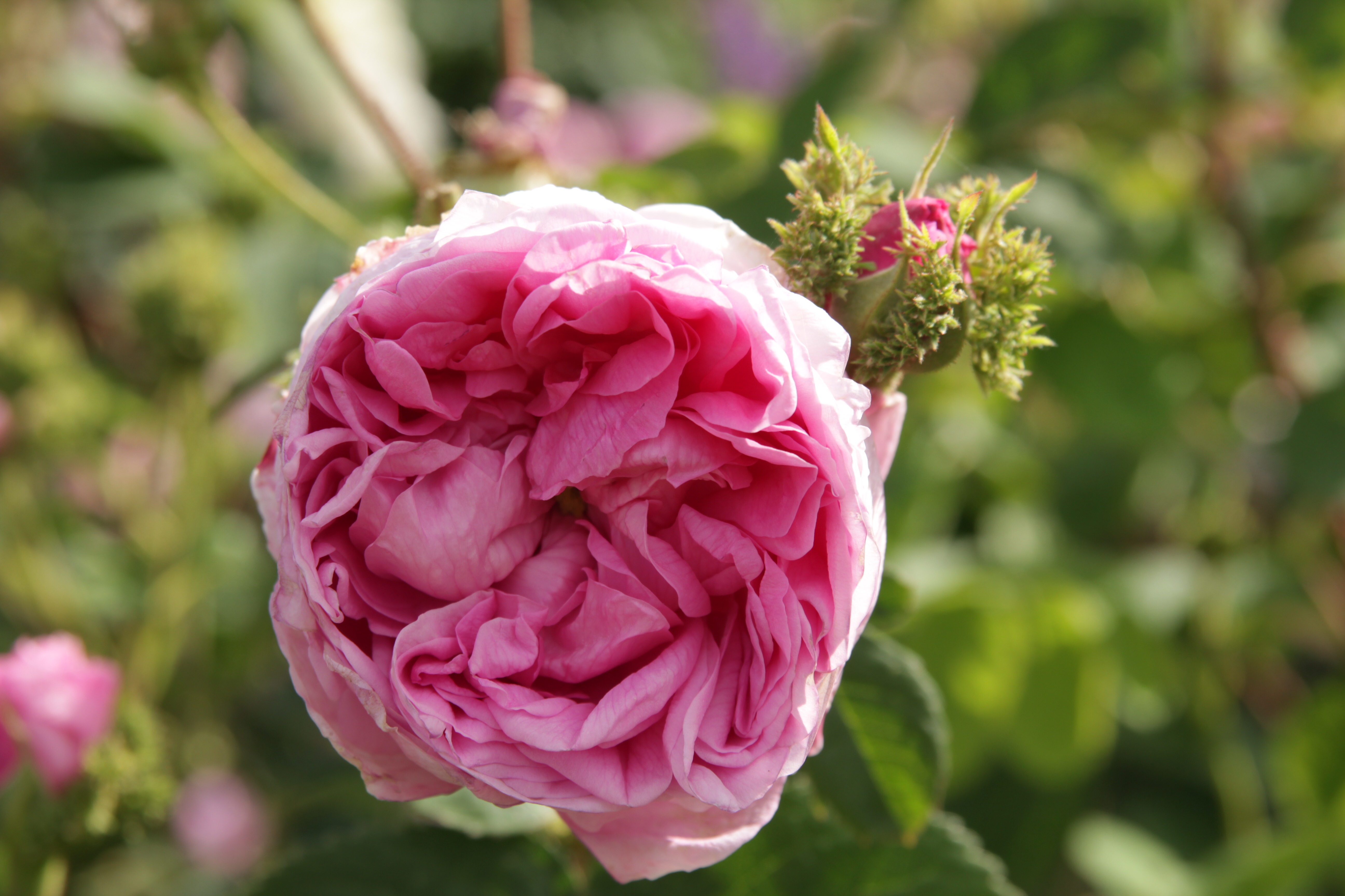 rosa cristata – Thomas Stone MCI Hort MPGCA