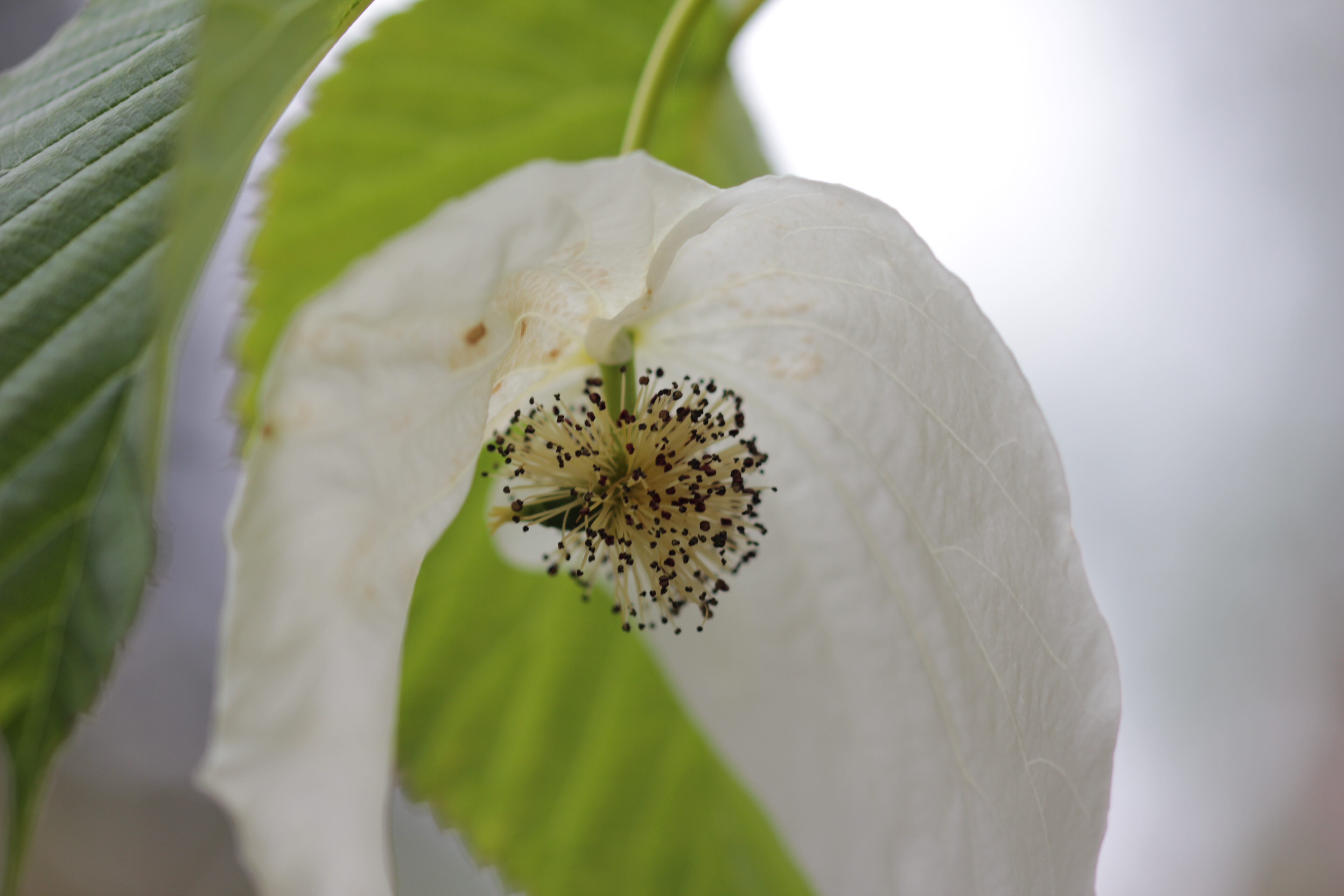 davidia involucrata (3)-1 – Thomas Stone MCI Hort MPGCA